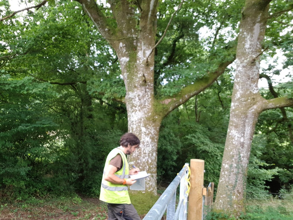 Tree nerd clipboard day! | Arbmark: North Devon Tree Surgeon