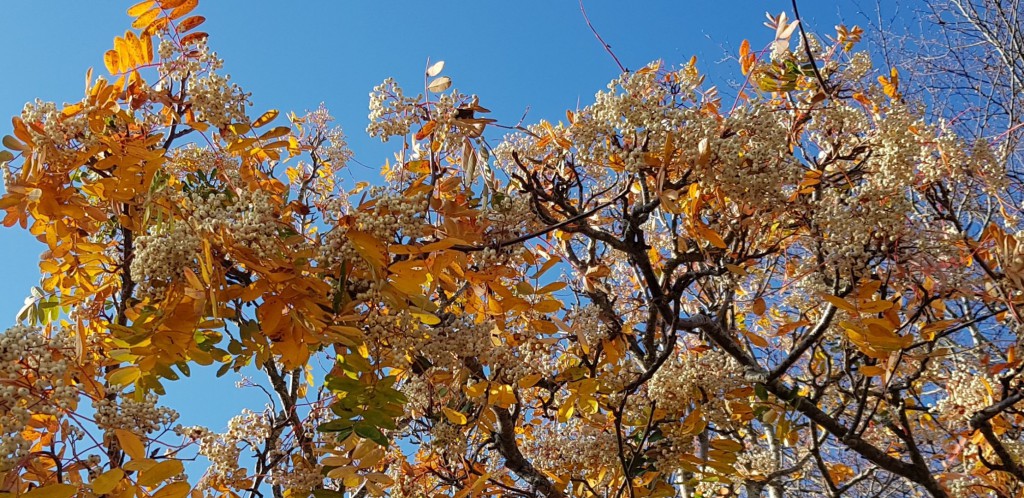 Last of the Autumn colour | Arbmark: North Devon Tree Surgeon