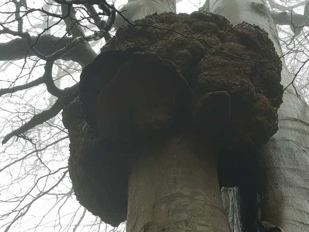 Colossal Beech burr | Arbmark: North Devon Tree Surgeon